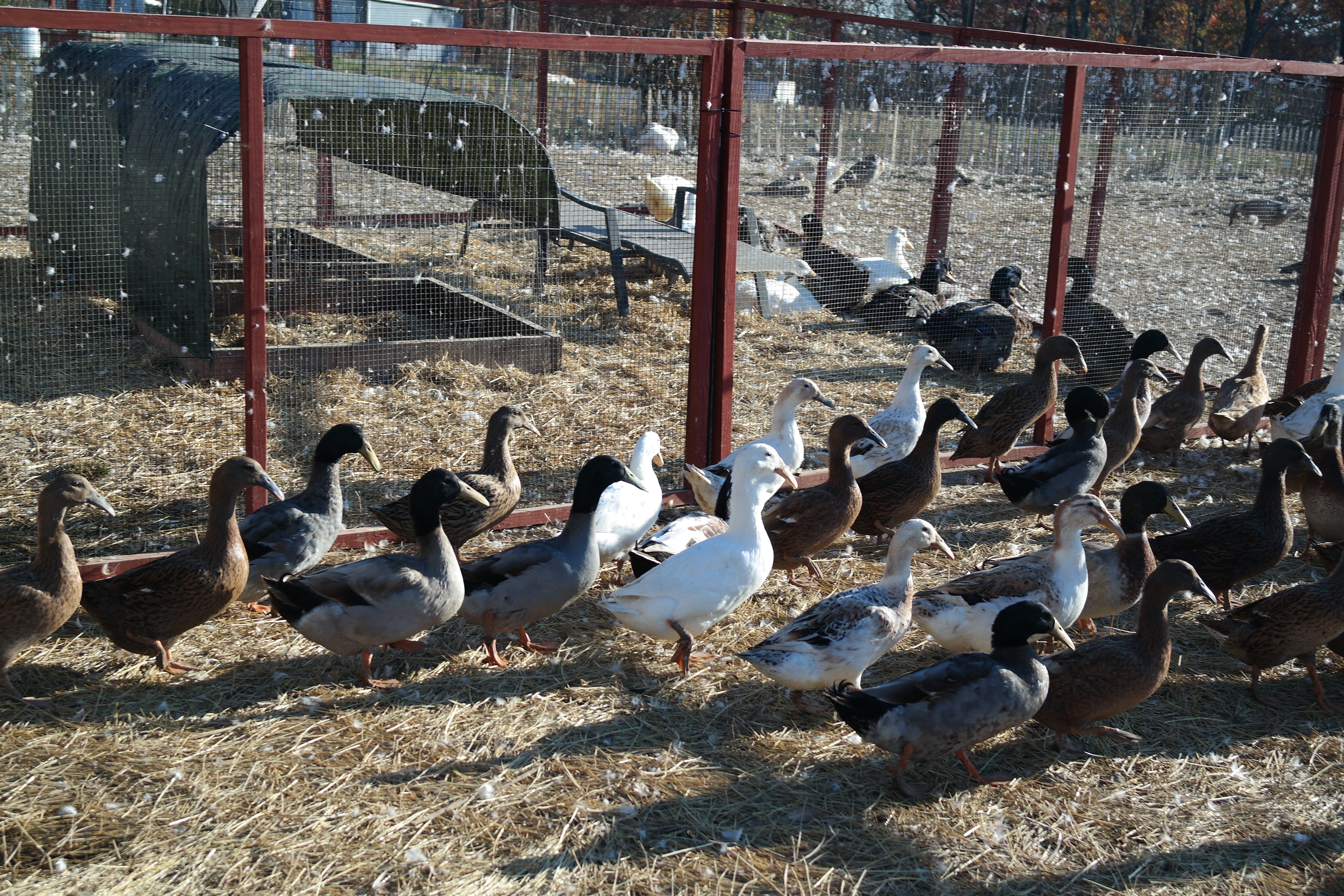 Dutch Hookbill Colors – Paradise Pond