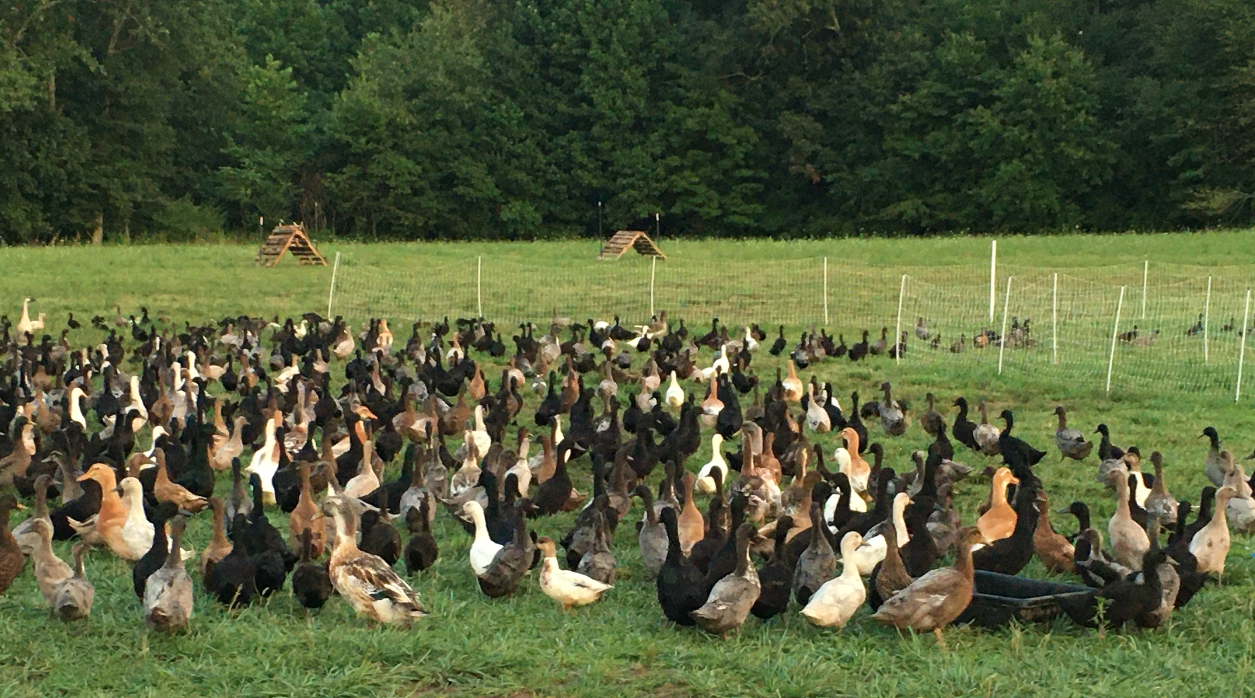 Which Duck is Best? – Paradise Pond