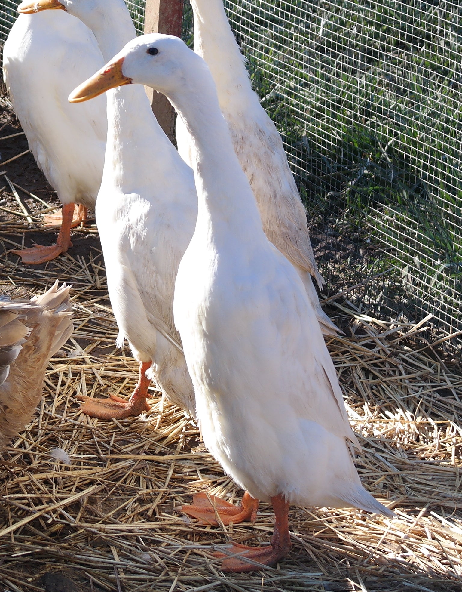 Runner Ducks – Paradise Pond