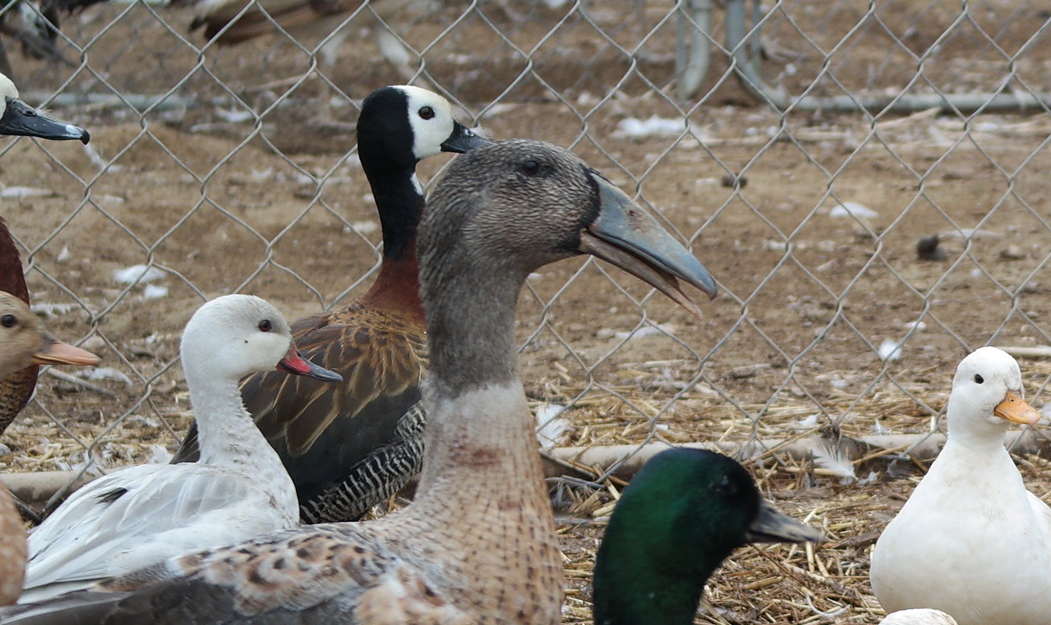 Adopt a Duck! – Paradise Pond