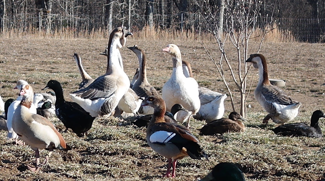 All About Ducks! – Paradise Pond