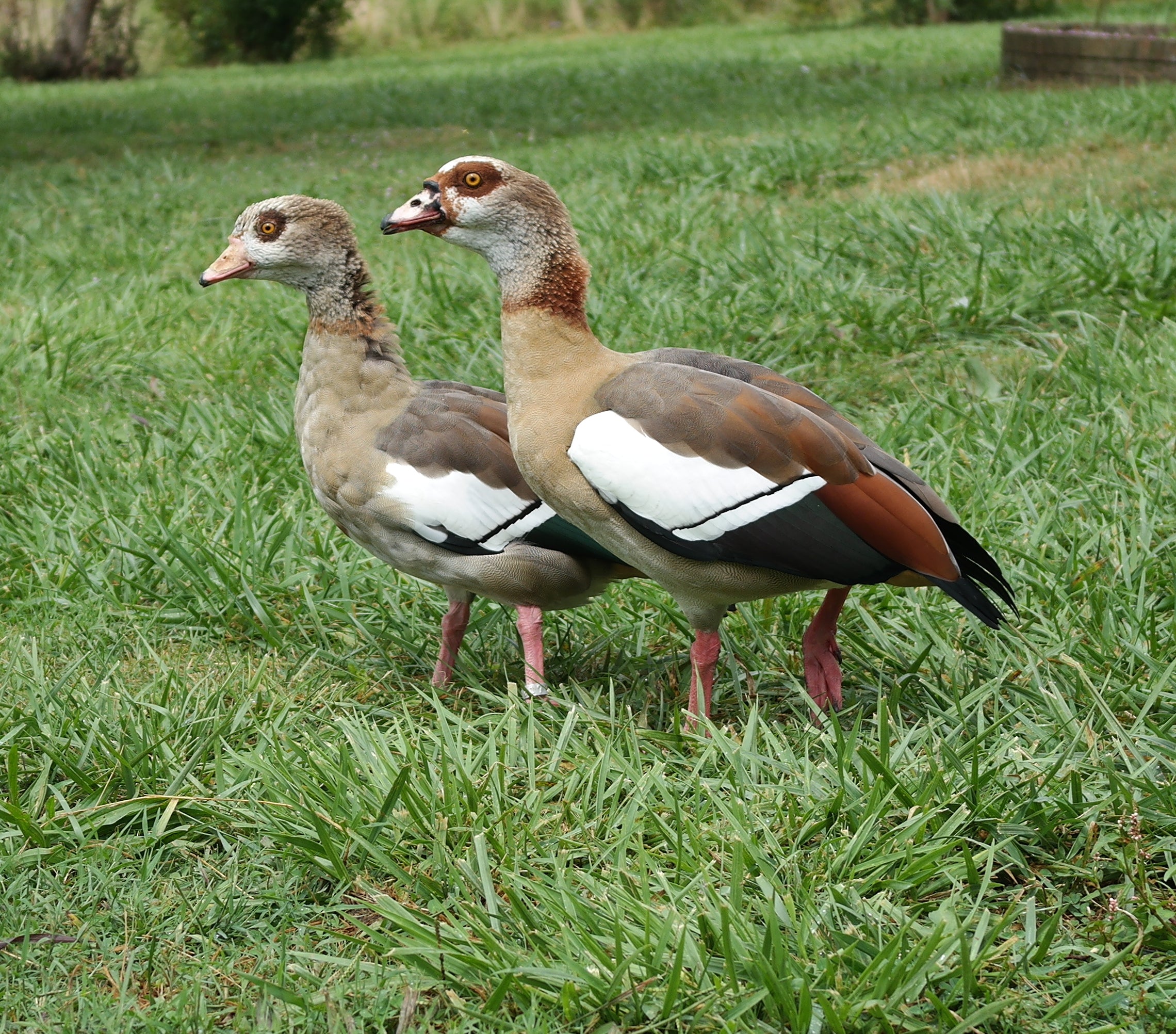 Egyptian Geese (Pair) – Paradise Pond