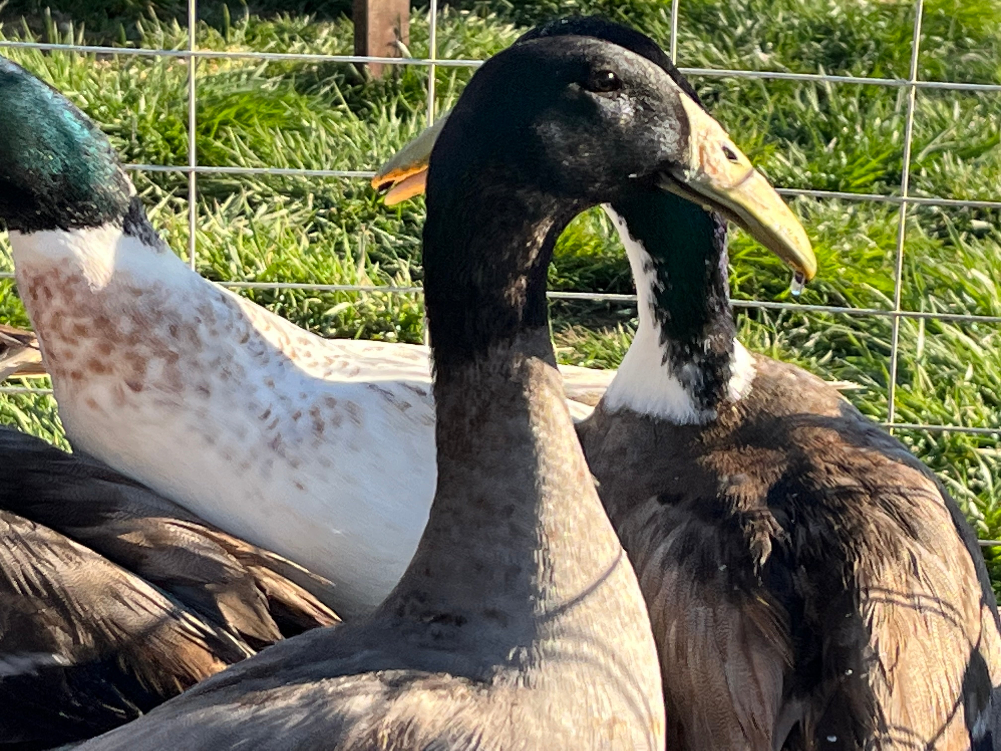 All About Ducks! – Paradise Pond